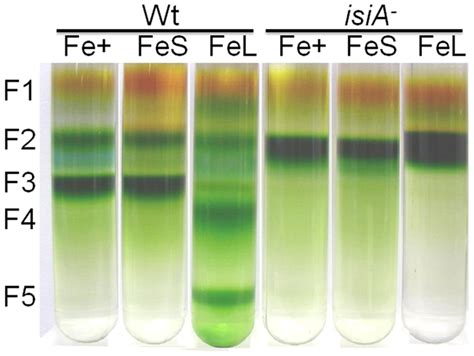 Fractionation Of The Thylakoid Protein Complexes By Sucrose Gradient