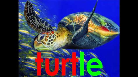 Turtle Youtube