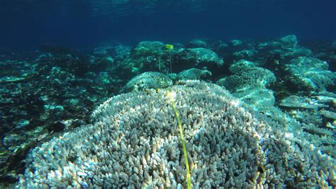 Mapping Coral Reefs Using Underwater Images Pix4d