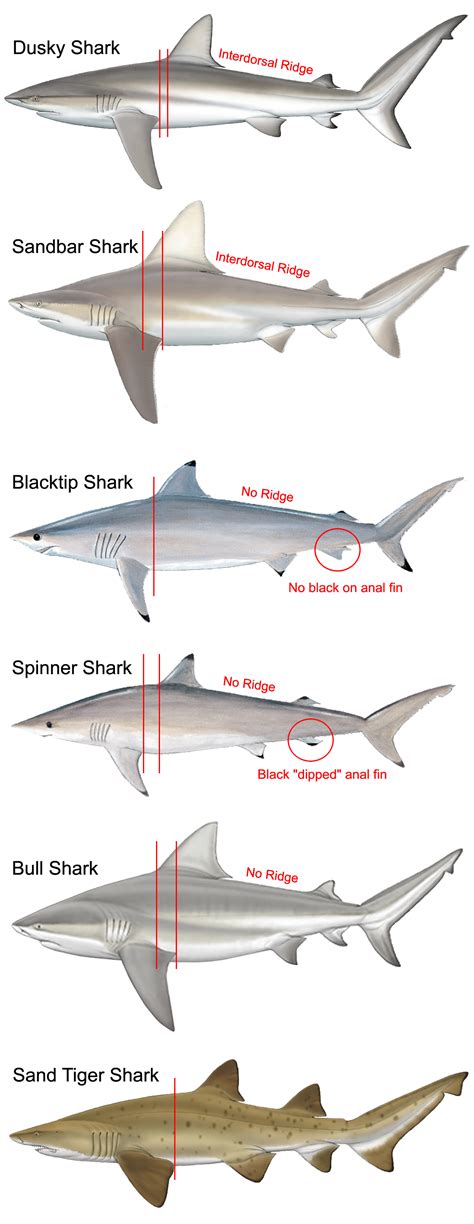 Shark Identification Pictures Shark Species List Rmgd