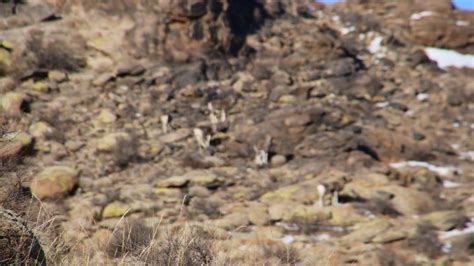 Танин мэдэхүй Аргаль хонины тухай Говьсүмбэр