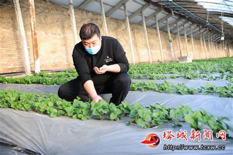 试种新品助增收经济动态今日塔城要闻动态塔城地区行政公署