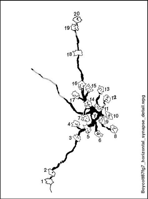 5 1 3 One Primate Horizontal Neuron Synapsing With 20 Cones A Download Scientific Diagram