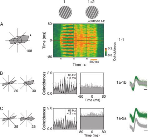 Examples Of Disruption In The Oscillatory Patterning Of Spiking