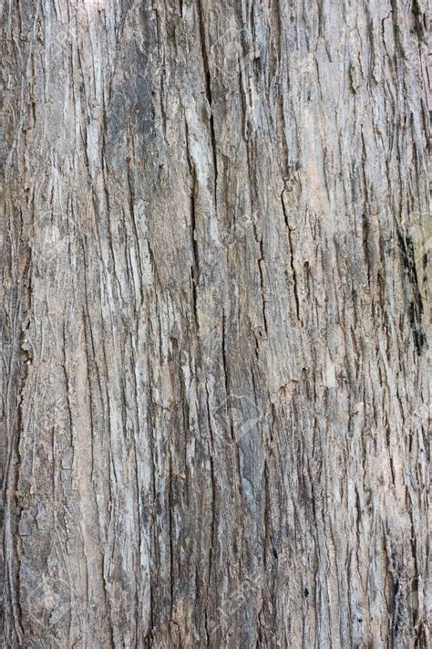 Tree Bark Texture Seamless Mendekar