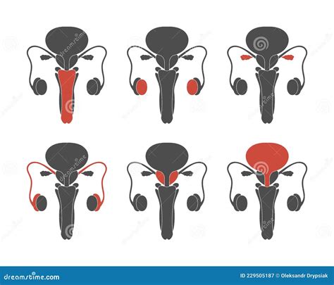Set Of Male Human Reproductive System With Different Organs Marked With