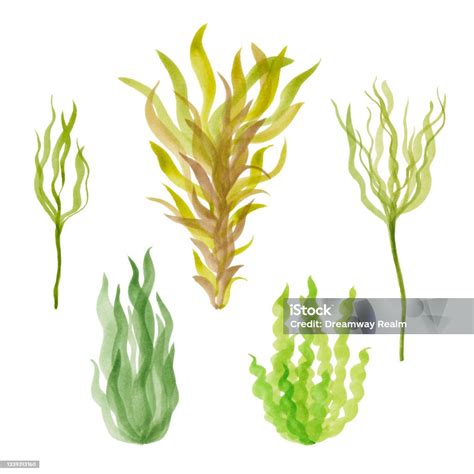 녹색과 갈색 색상의 다양한 유형의 손으로 그린 수채화 조류 세트 수채화에 대한 스톡 벡터 아트 및 기타 이미지 수채화 대양저 스피룰리나 박테리아 Istock