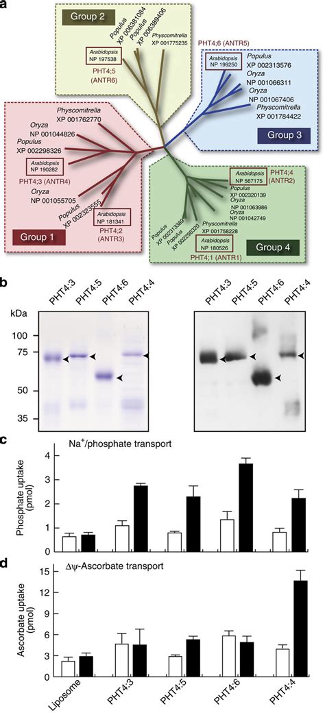 Phylogenetic Tree Of The Plant SLC17 Transporter Family And Ascorbate Download Scientific