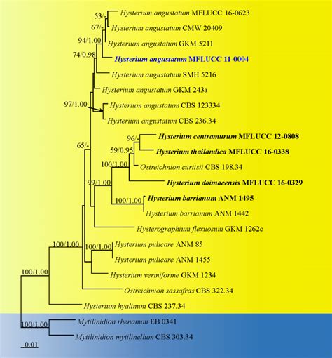 Phylogram Generated From Maximum Likelihood Analysis Based On Combined