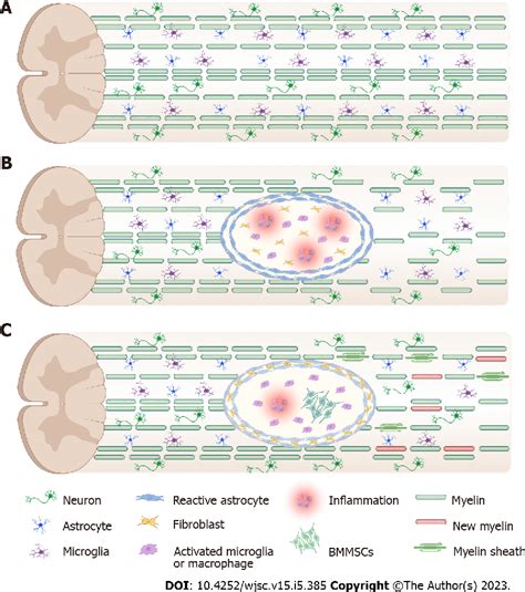 Figure 1 From World Journal Of Stem Cells Semantic Scholar