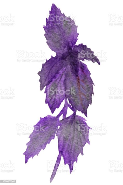 보라색 바의 수채화 그림입니다 향기로운 잔디 텍스트 위한 공간을 가진 아름 다운 디자인에 대 한 흰색 배경에 고립 0명에 대한