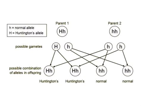 Lethal Genes Ppt