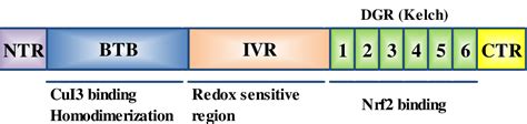Table 2 From Design And Synthesis Of Novel Small Molecule Modulators Of Keap1 Nrf2 Are Pathway