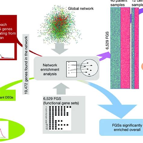 network analysis columns in each cohort heatmap are split into