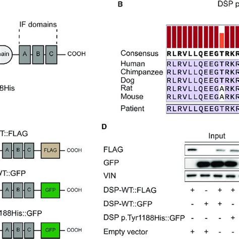 The Novel Missense Mutation Ptyr1188his In Desmoplakin Affects Its