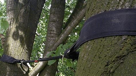 Tree Bracing In New Orleans By Cs Tree Service