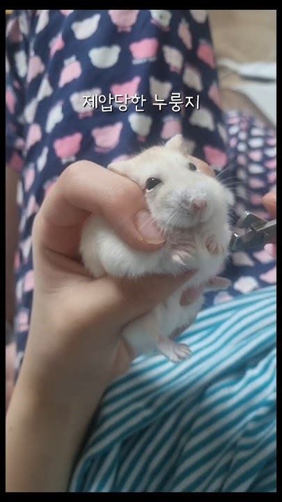 발톱 깎는 집사와 얌전히 있지 않는 햄찌의 기싸움 🐹 햄스터 쇼츠 Youtube