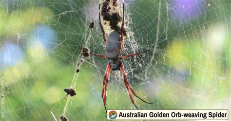 Why Australian Orb Weavers Rebuild Webs Every Night