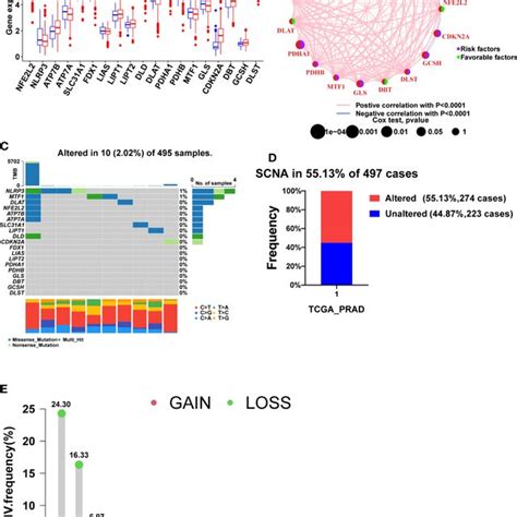 The Expression Prognosis And Somatic Alteration Of Crgs In The Tcga Download Scientific
