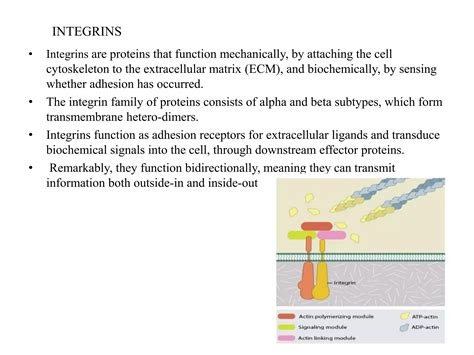 Cell Junctions Cell Adhesion And Extra Cellular Matrix Pptx