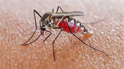 La Malaria Mata Y Empobrece Así Intentamos Acabar Con Ella Desde