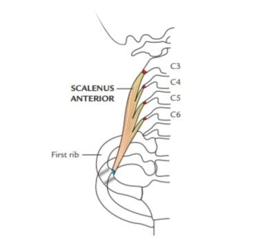 SCALENE MUSCLE