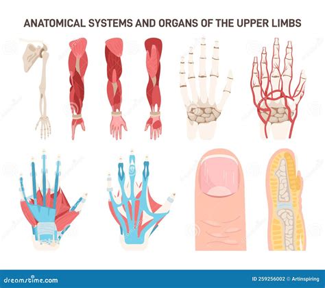 Human Upper Limbs Different Anatomical Systems Organs And Structures Stock Vector