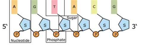 Dna Flashcards Quizlet