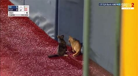 해연갤 야9장 고양이 들어오는거 많이 봤지만