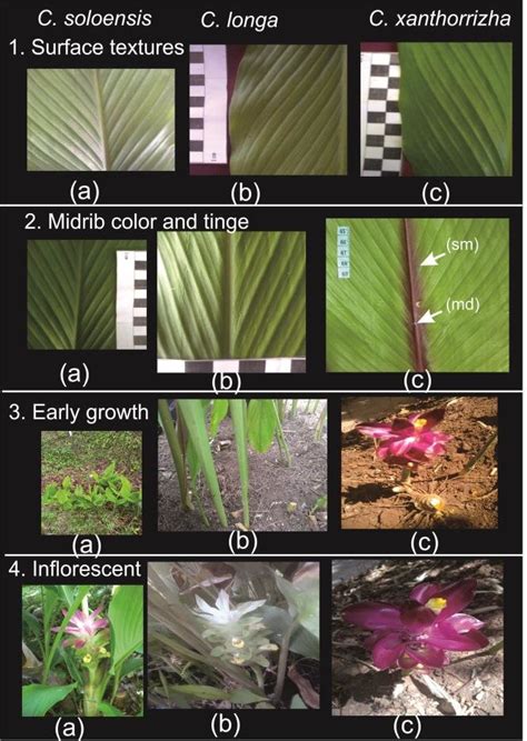 The Basis Of Clustering 1 Surface Textures A Reinforcement Of Download Scientific Diagram