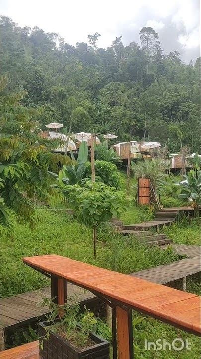 ផ្កាព្រៃរីសត ឃុំសំឡុត ស្រុកសំឡូត ខេត្តបាត់ដំបង Youtube