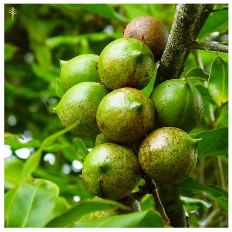 Hawaii State Tree Kukui Artofit