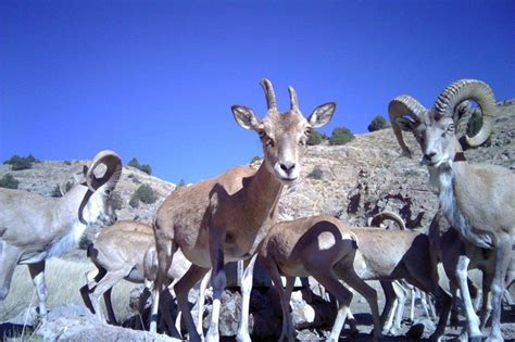 Hard Work Is Paying Off For The Persian Leopard In Iran