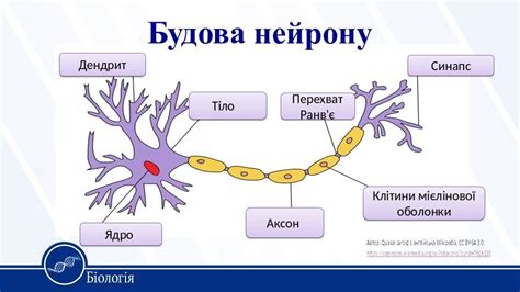 Презентація Нервова регуляція Нейрон Презентація Біологія