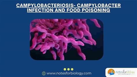Campylobacteriosis Campylobacter Infection And Food