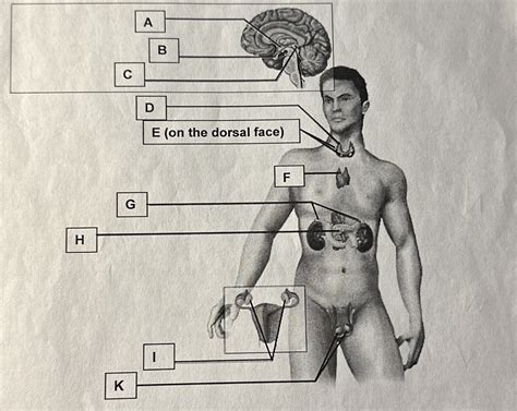 Lab Quiz 4 Diagram Diagram Quizlet Lab Quiz 4 Diagram Diagram Quizlet