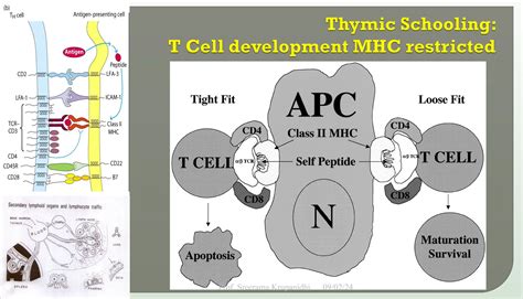 Lecture 13 T Cell Development And Activation Ppt