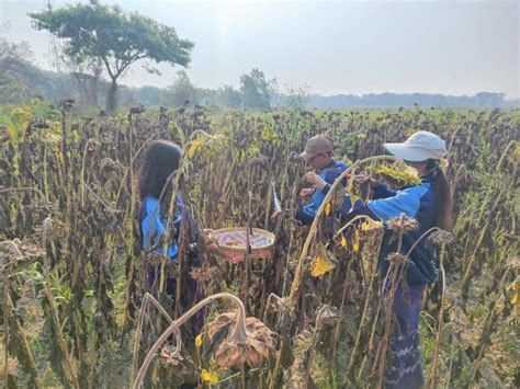 ဟင်္သာတမြို့နယ်တွင် ဆီထွက်သီးနှံ ဆောင်းနေကြာ စံကွက်ရိတ်သိမ်းပွဲကျင်းပ Information And Public