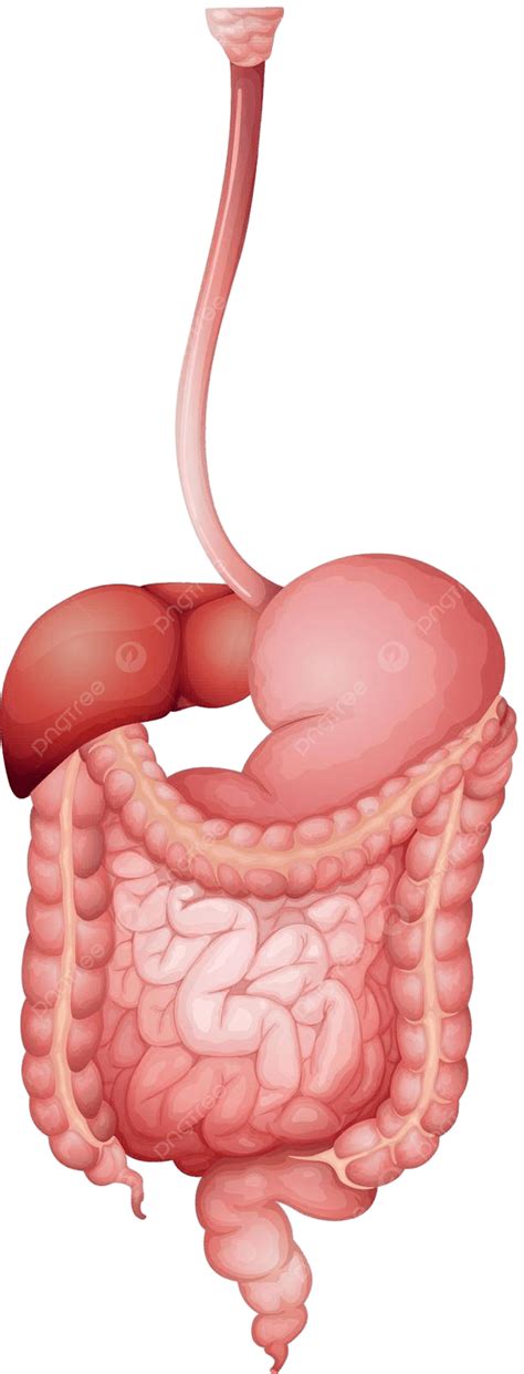 Human Digestive System Body Appendix Science Vector Body Appendix