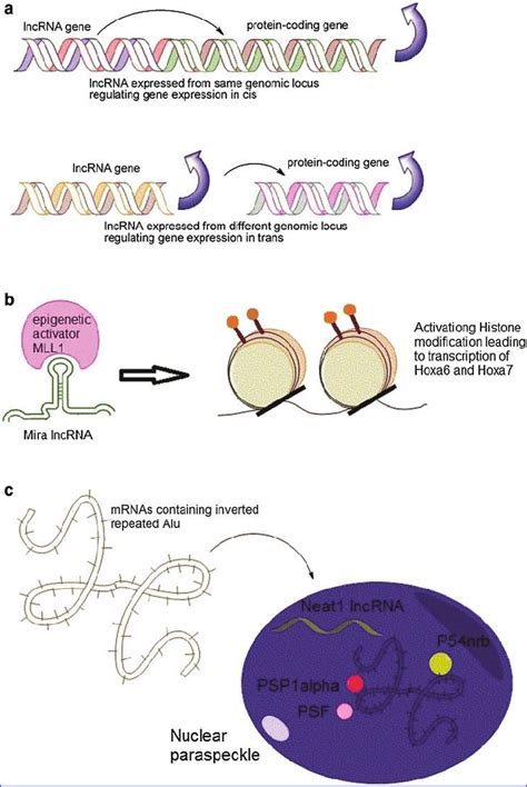 Molecular Mechanisms Of LncRNA Regulation A Cis Acting And