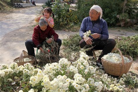 采菊东篱下悠然见南山陶渊明诗意出现在这里的农村