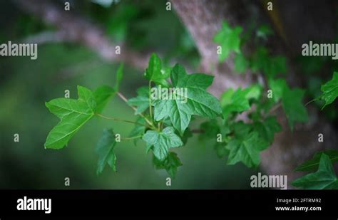 Palmate Leaf Palmate Leaves Stock Videos And Footage Hd And 4k Video