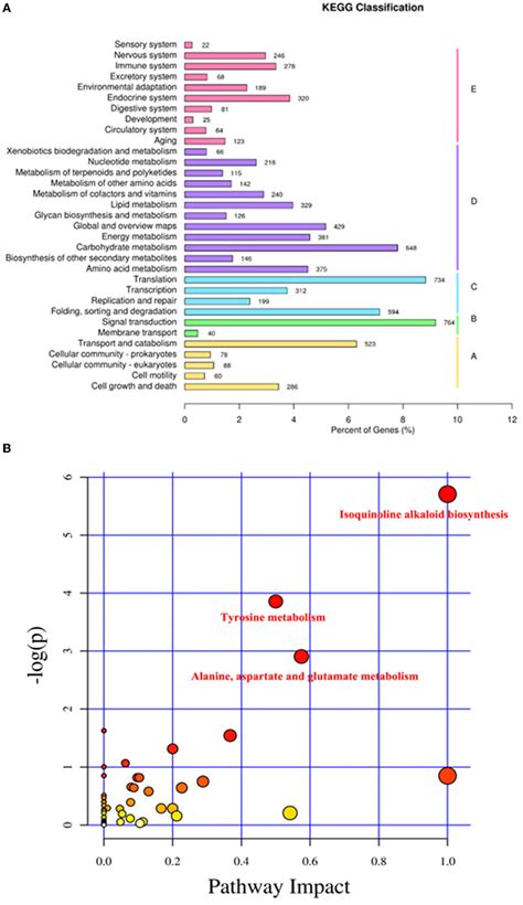 Kegg Classification And Key Kegg Pathway Analysis Of Transcriptomics