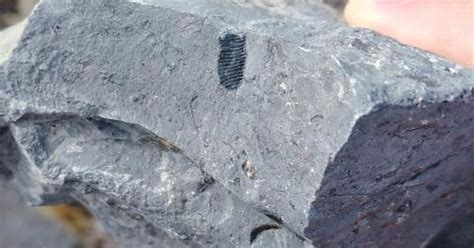 Probably A Seashell Fossil Album On Imgur