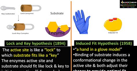 Major Differences Difference Between Lock And Key Hypothesis And