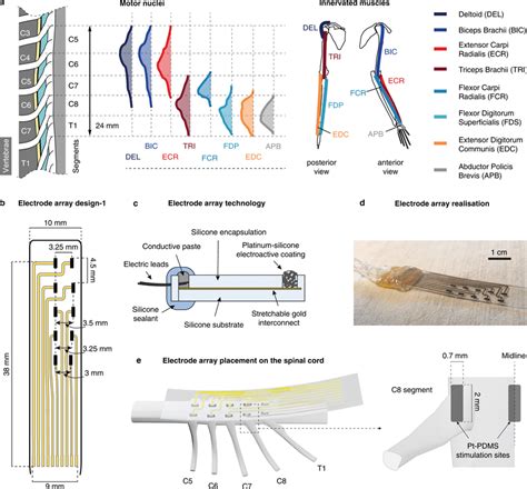Organization Of The Monkey Cervical Spinal Cord And Soft Electrode