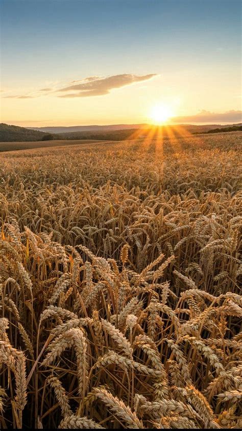 Поле с пшеницей на закате