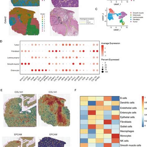 Pdf Spatial Transcriptomics Atlas Reveals The Crosstalk Between