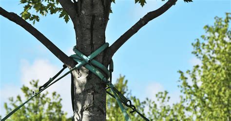Tree Bracing Techniques Strobert Tree Services