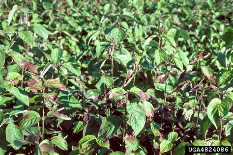 Pythium Diseases Genus Pythium Pringsh